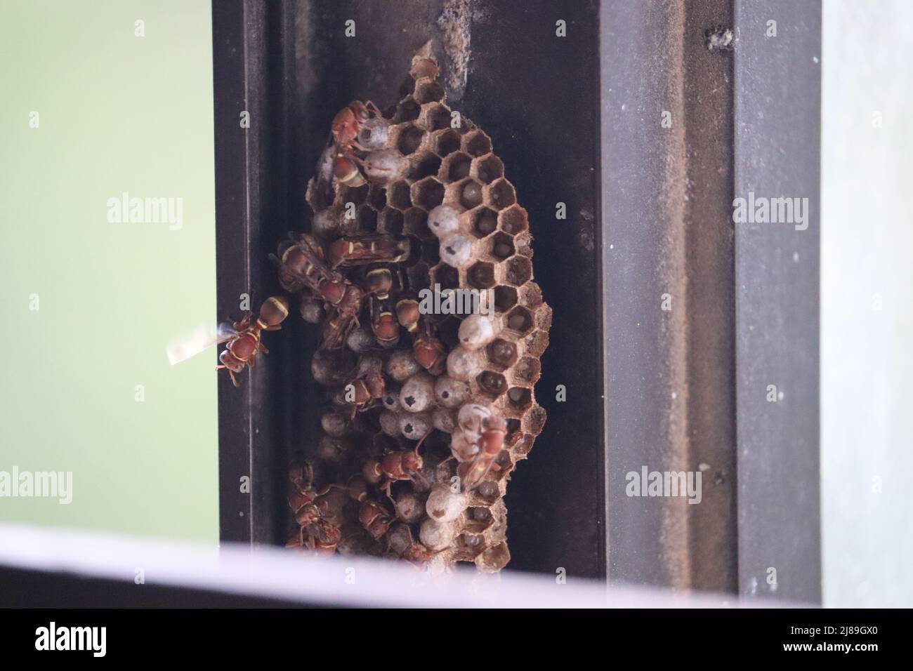 Paper wasp colony being built by the worker wasps. The hexagonal cells ...