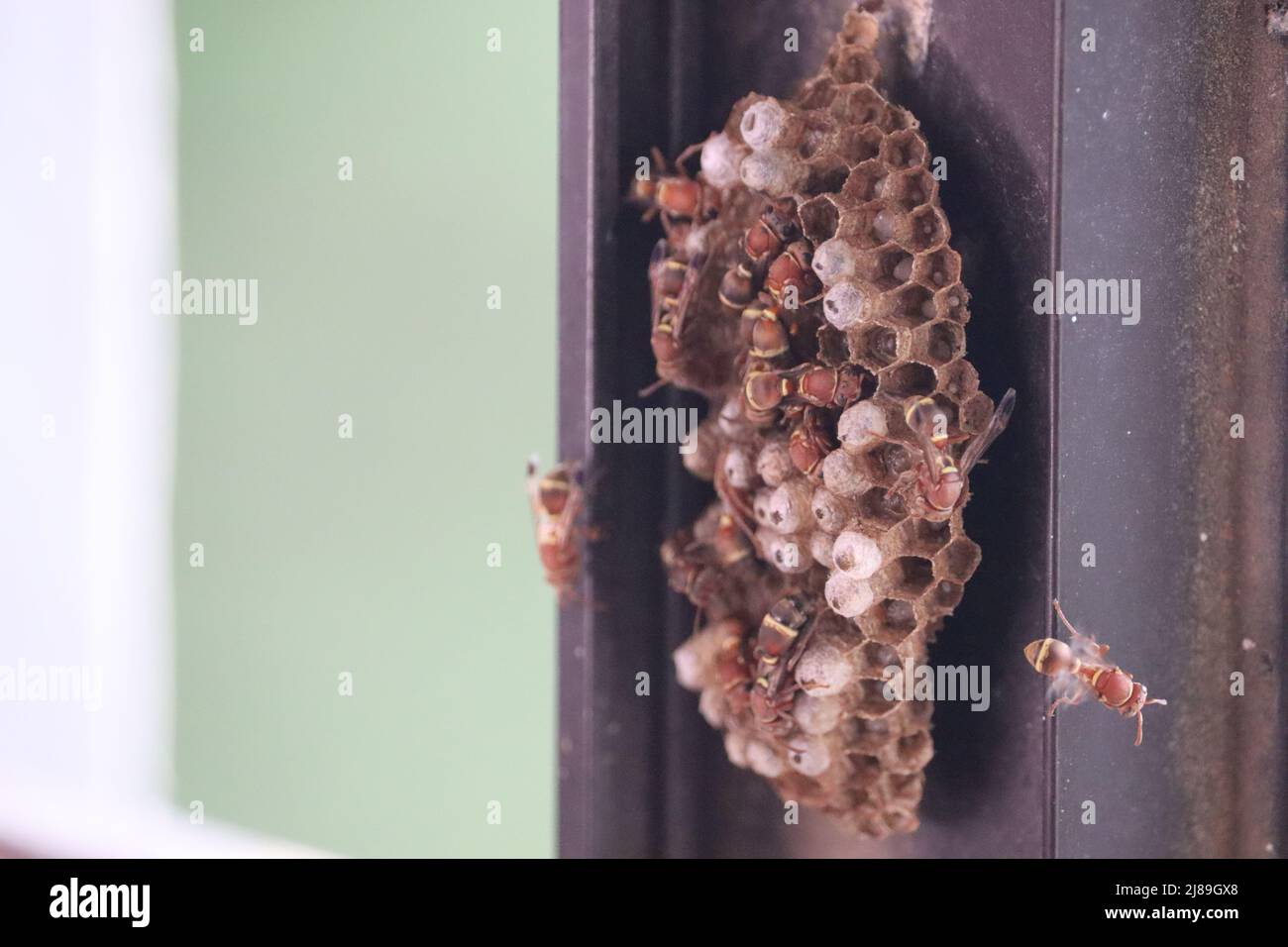 Paper wasp colony being built by the worker wasps. The hexagonal cells ...