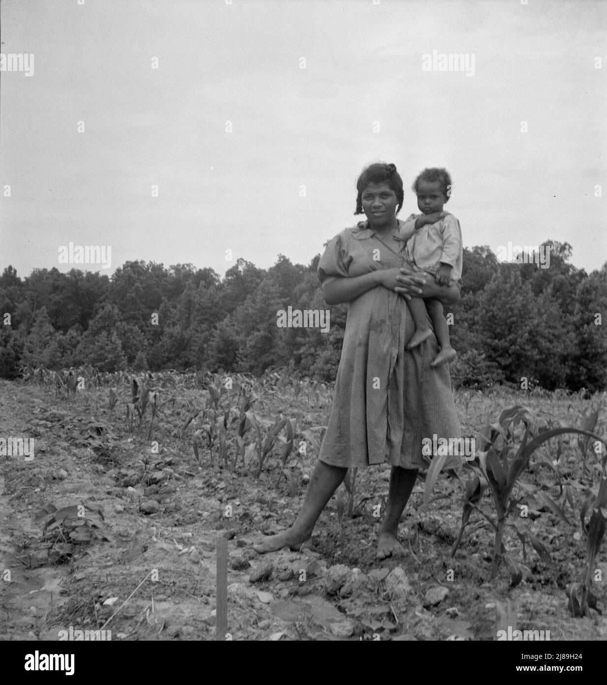 Wife and child of young sharecropper in cornfield beside house ...