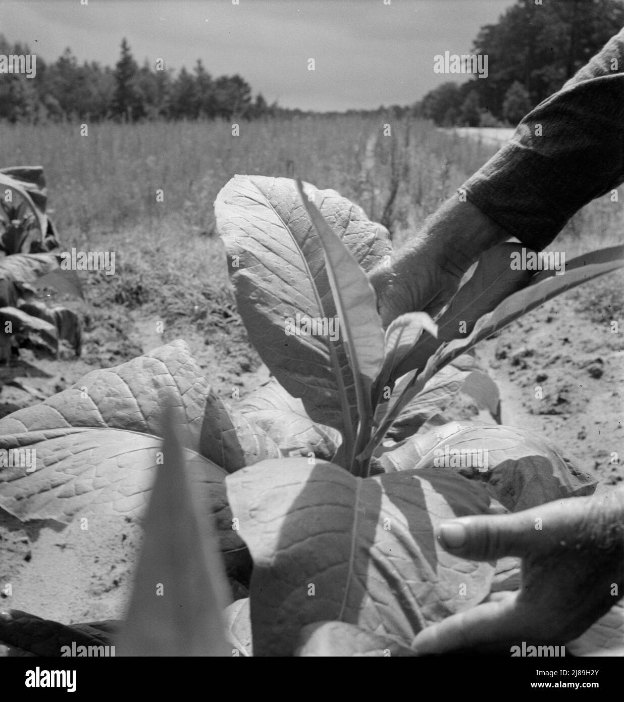 Tobacco farm north carolina Black and White Stock Photos & Images - Alamy