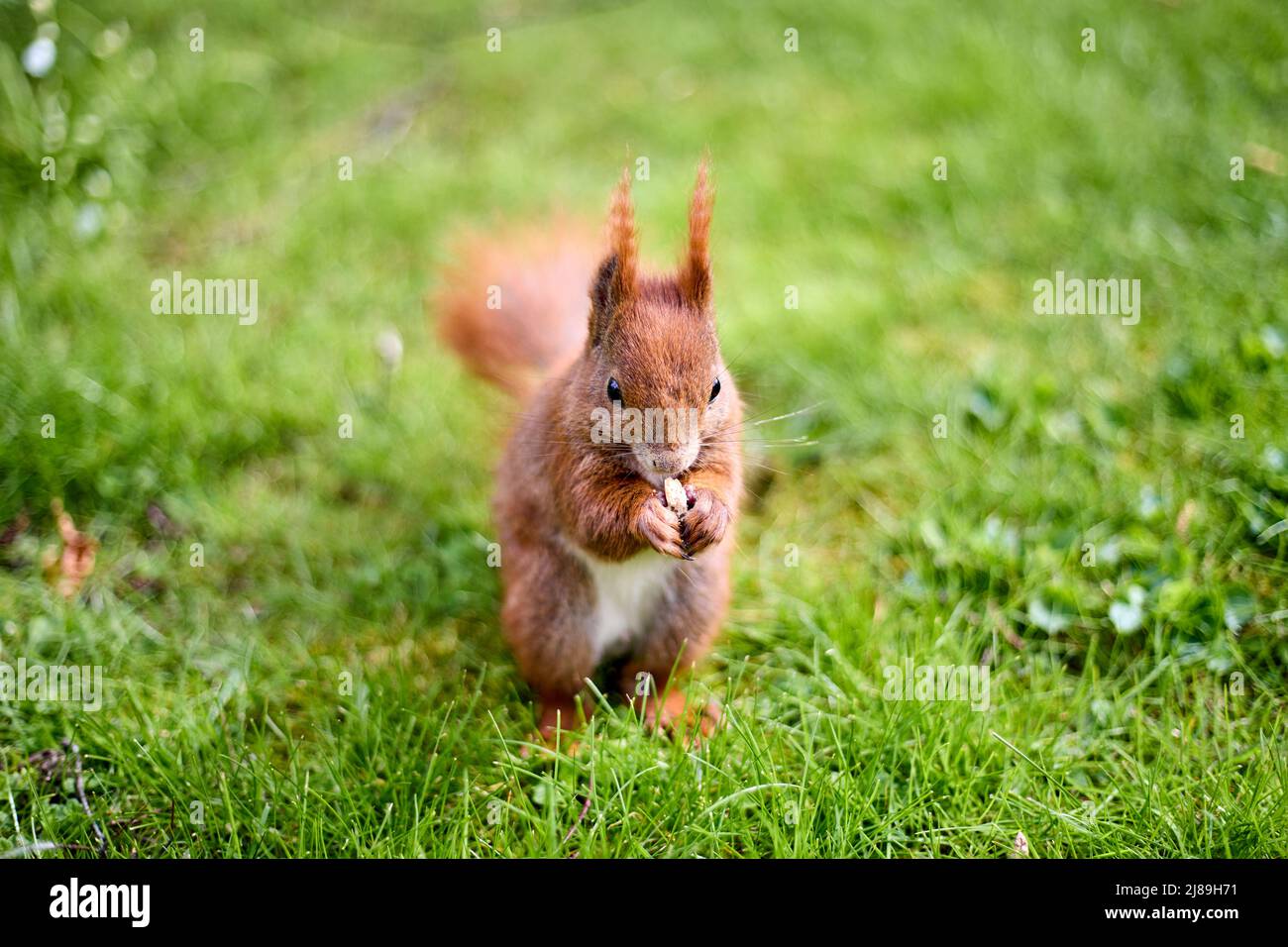 Eurasian red squirrel (Sciurus vulgaris); Copenhagen Botanical Garden ...