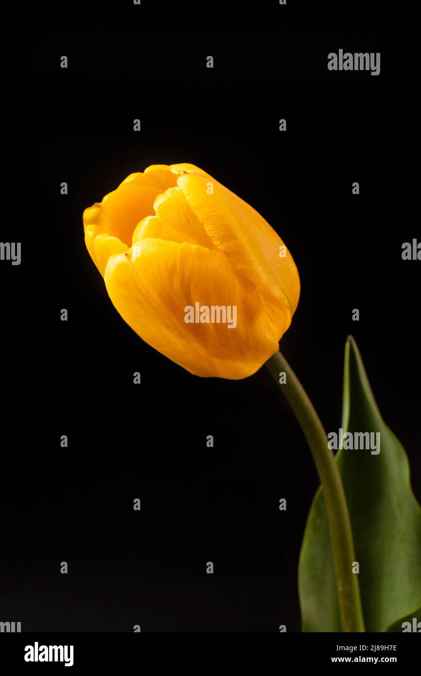 Separation petal yellow hi-res stock photography and images - Alamy