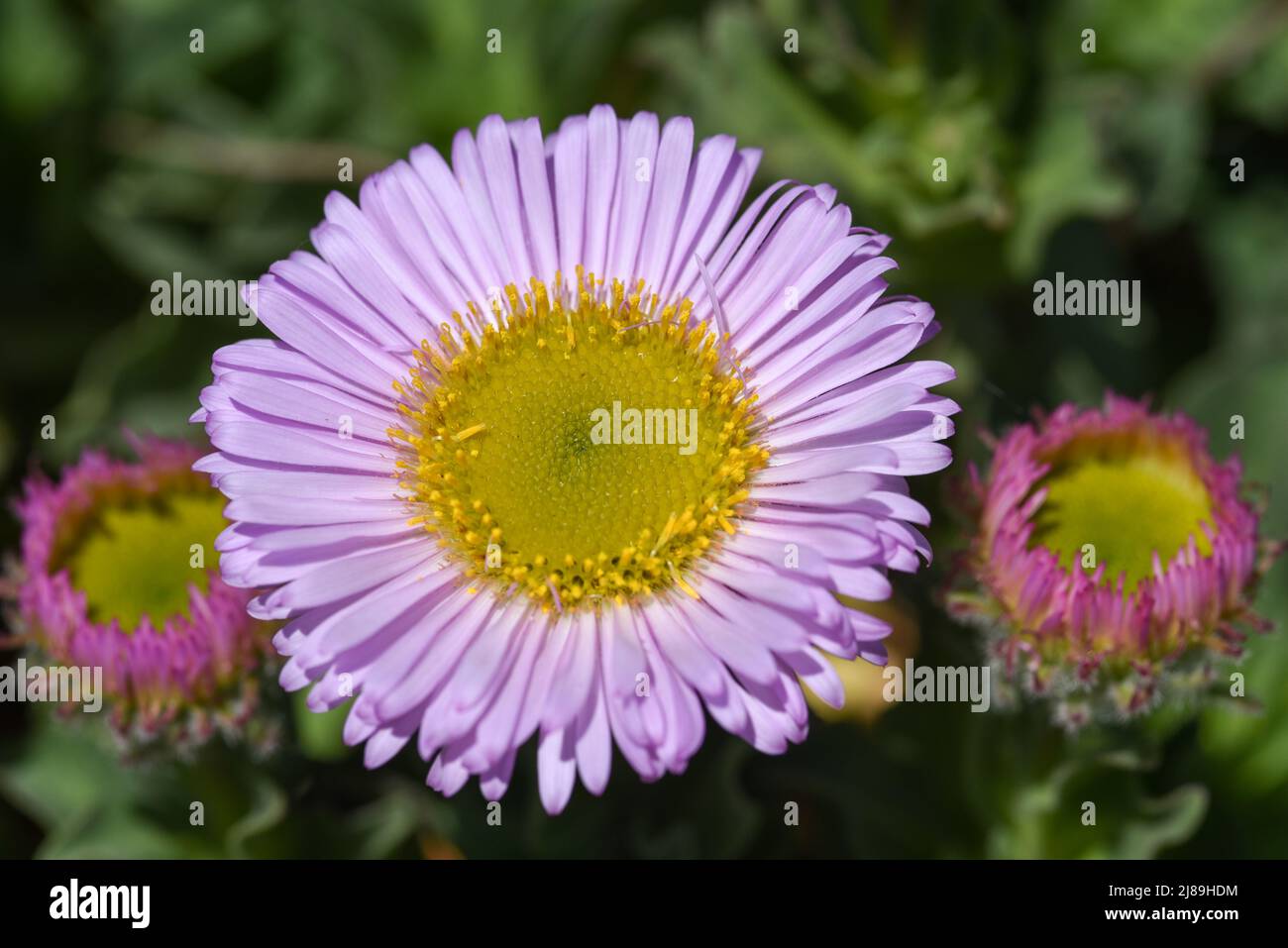 Seaside daisy hi-res stock photography and images - Alamy