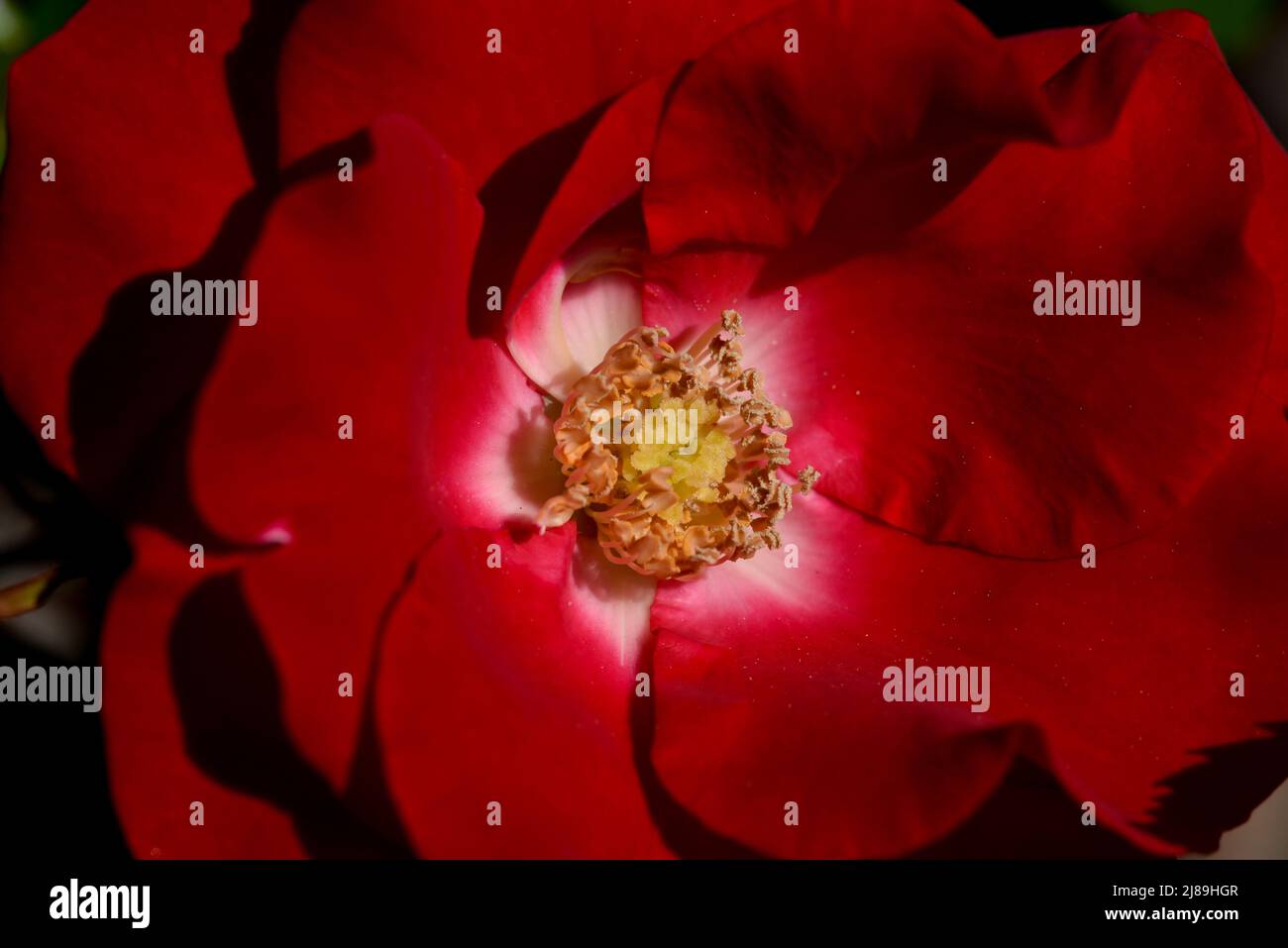 Rose middle hi-res stock photography and images - Alamy