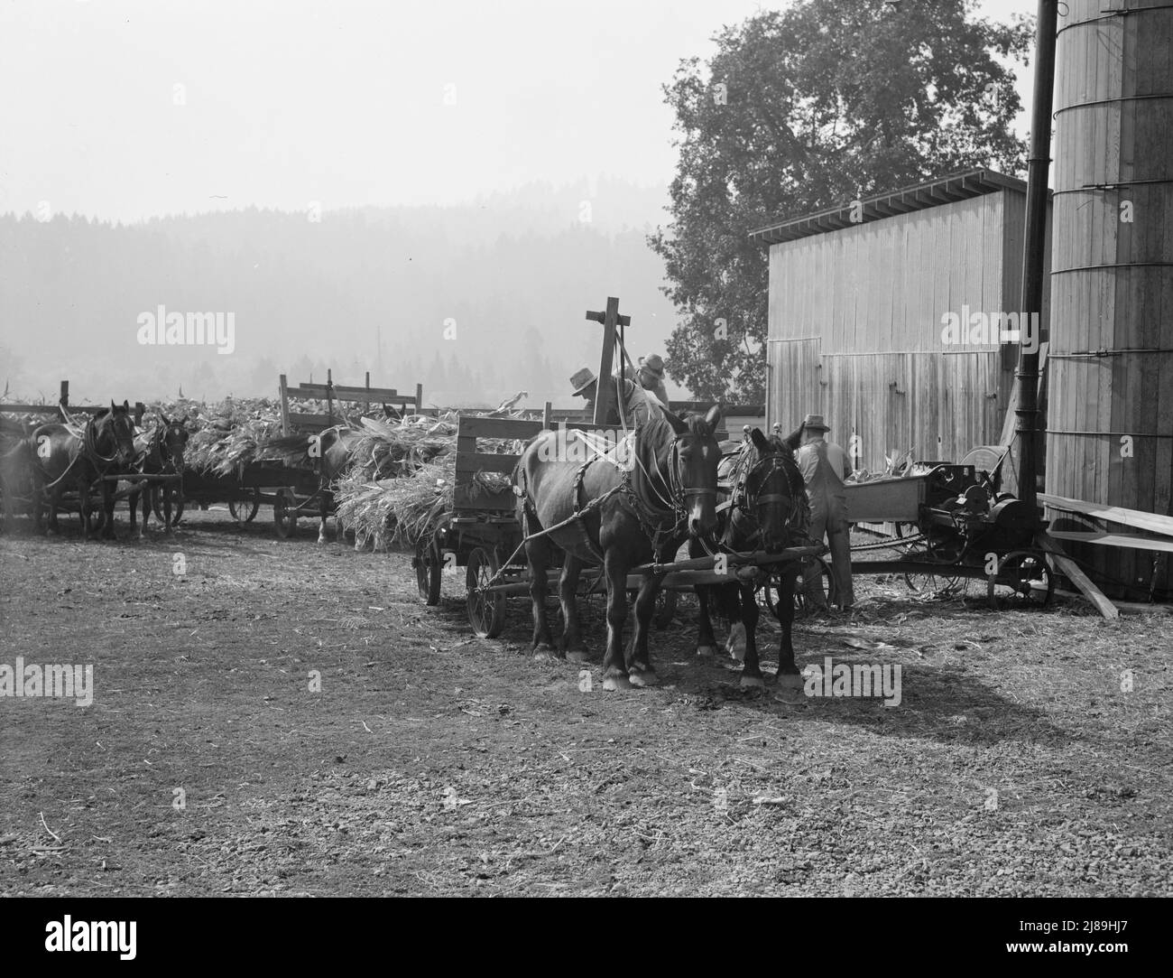 Each farmer brings his own wagon and team for the day's work. Note ...
