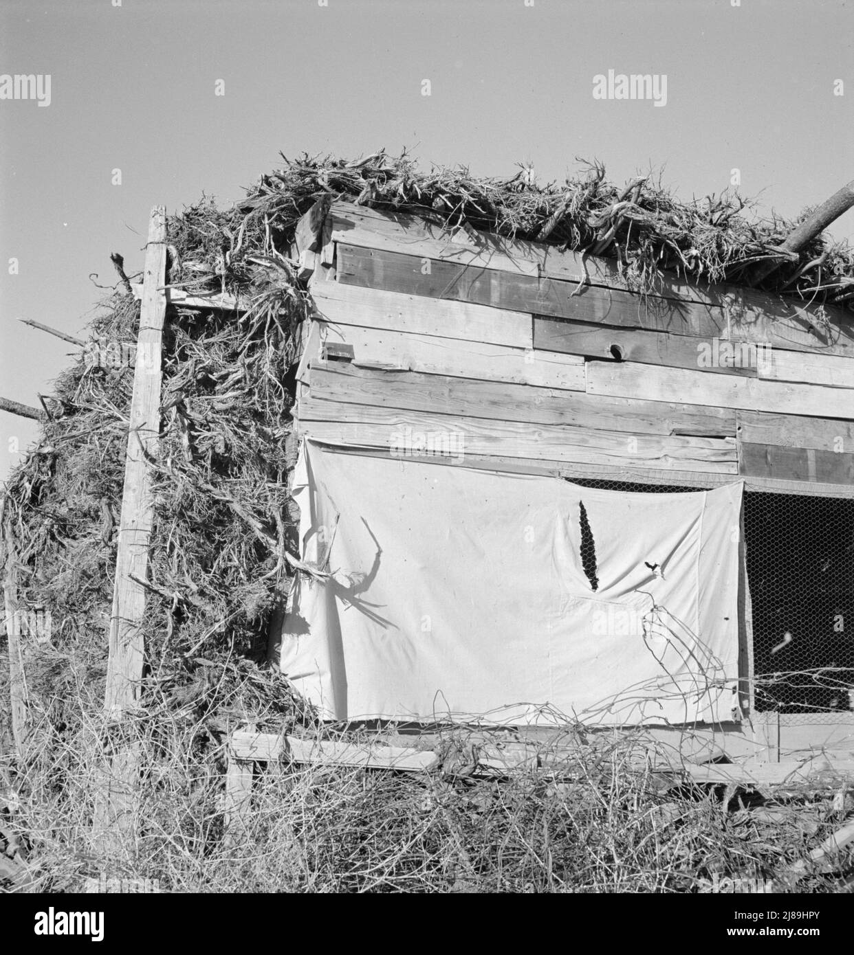 Shows construction of chicken house, sage bush thatched. Dead Ox Flat ...