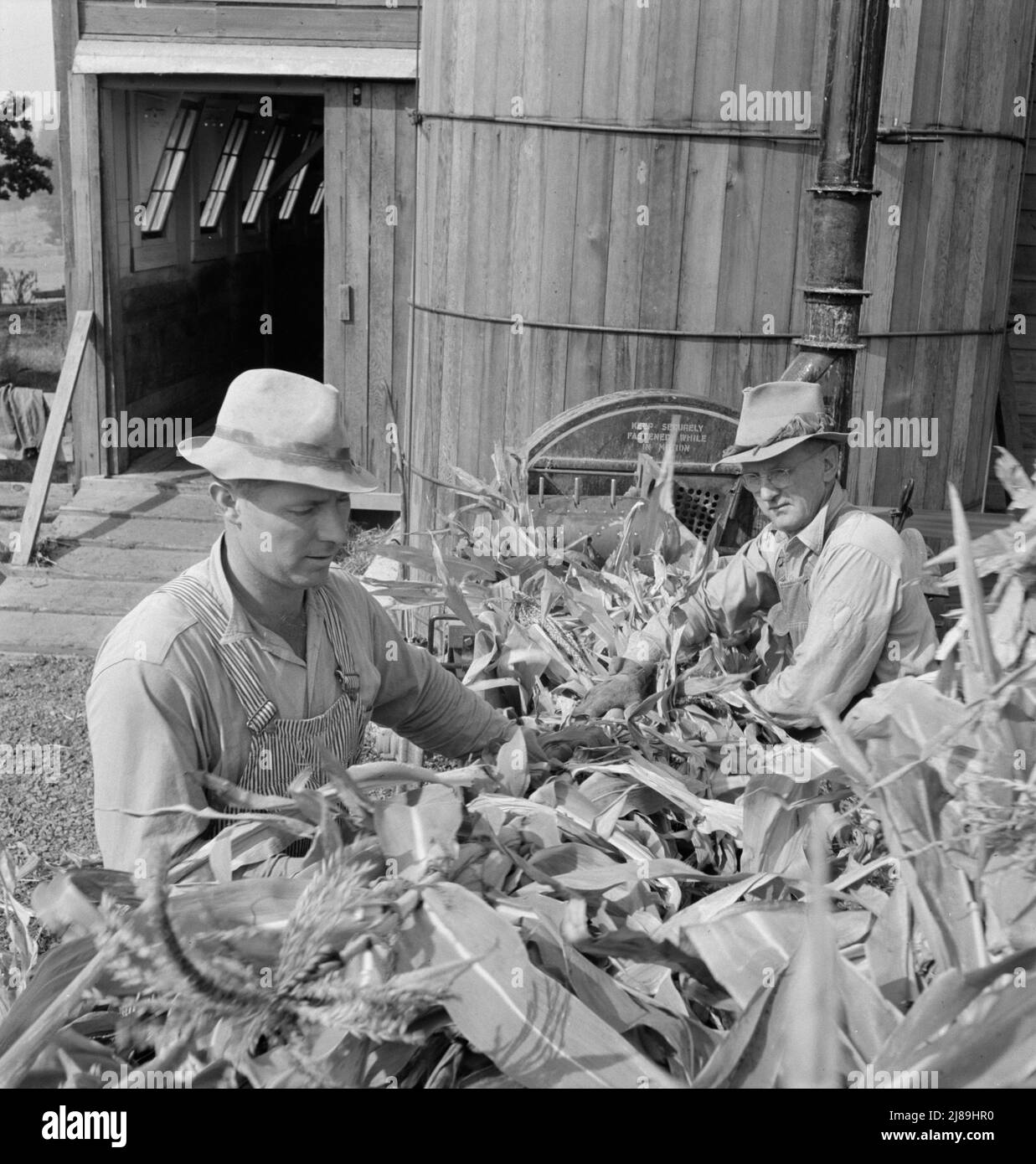 Farmers feeding corn into cooperatively owned ensilage cutter. Near W ...