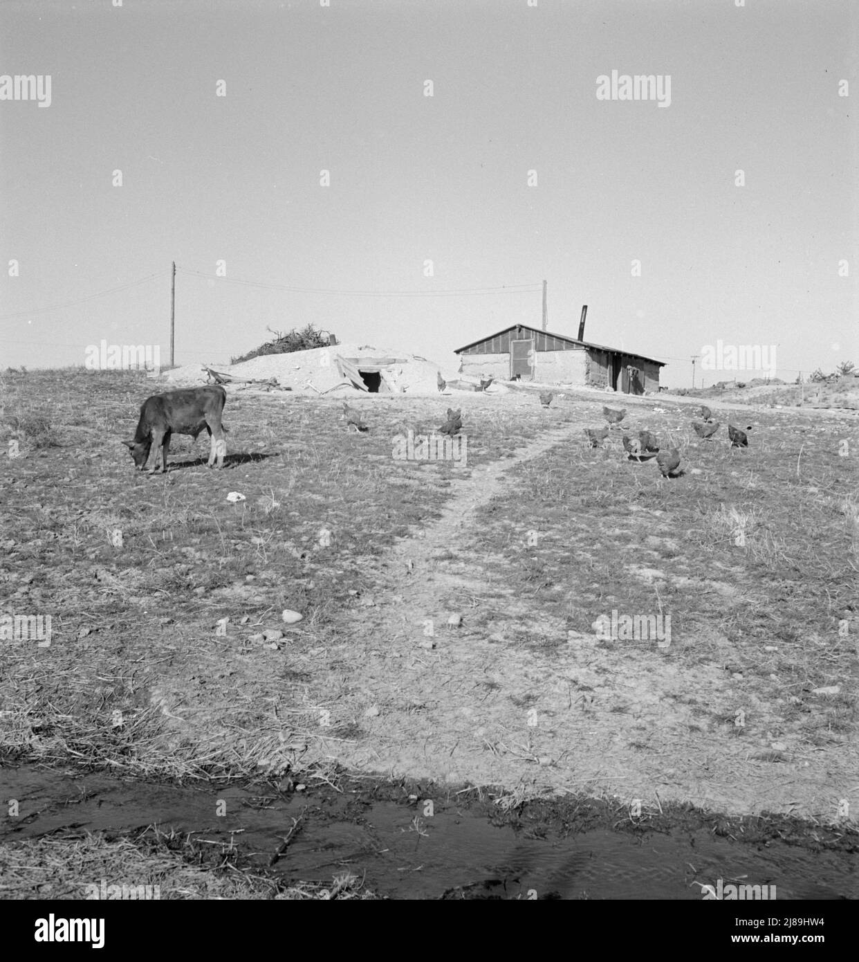 Abode [adobe?] basement dugout house on Roberts' farm. Willow Creek ...