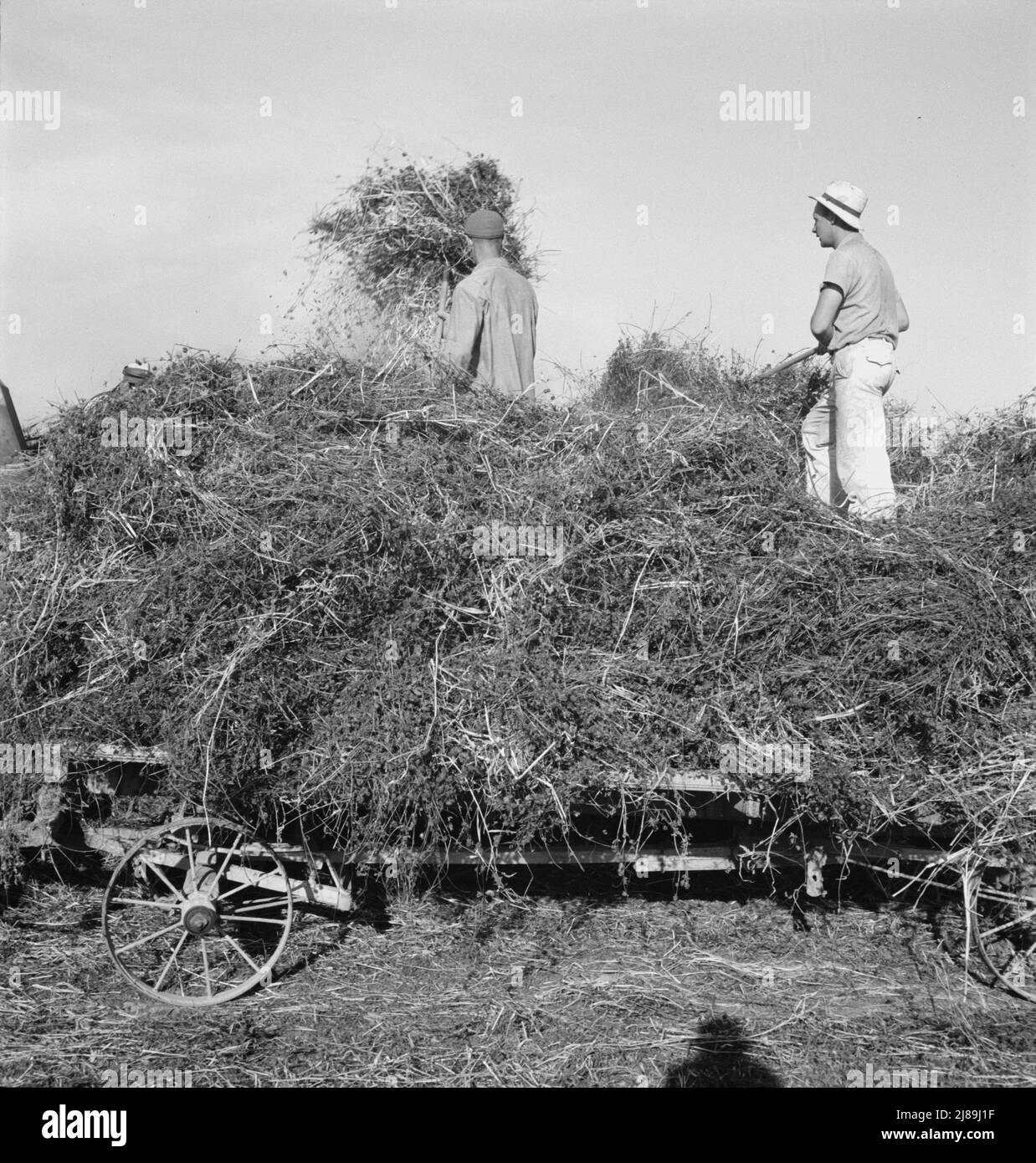 Threshing red clover for seed on older settler's ranch. Near Ontario ...