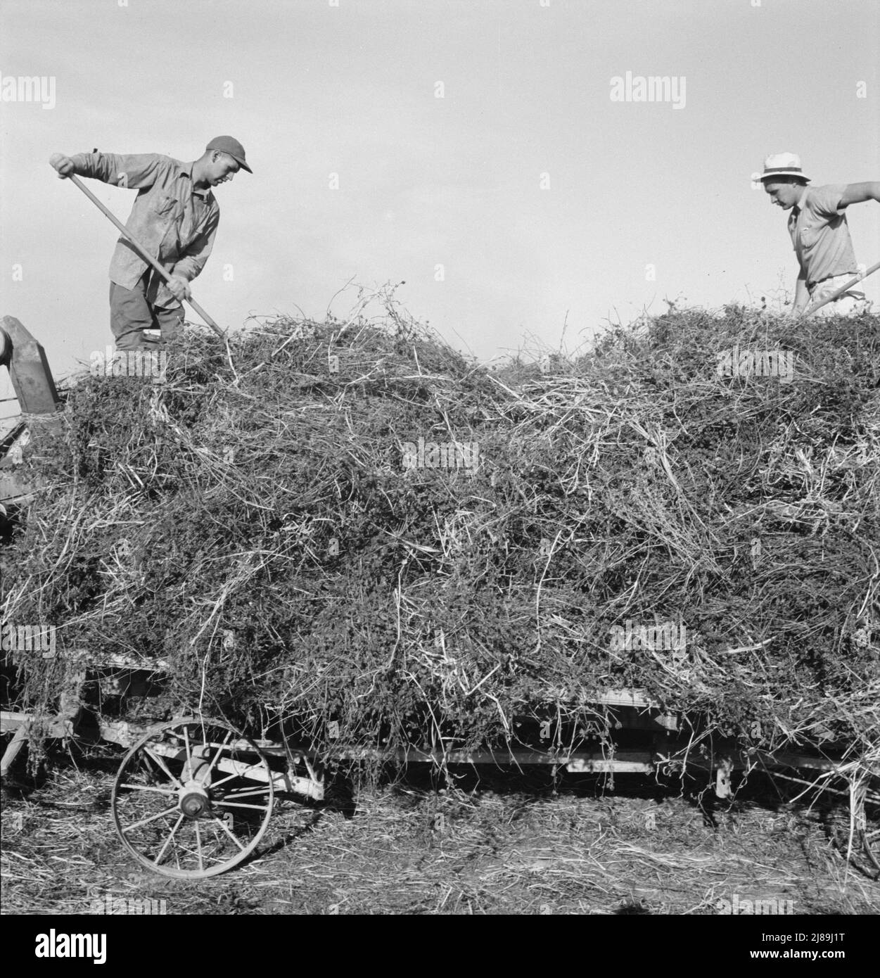 Threshing red clover for seed on older settler's ranch. Near Ontario ...
