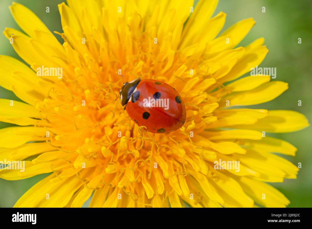 Ladybird sitting hi-res stock photography and images - Alamy