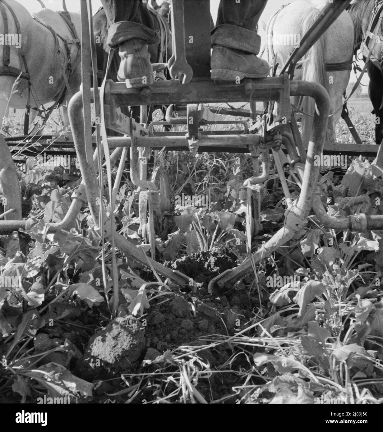 Beet lifter hi-res stock photography and images - Alamy