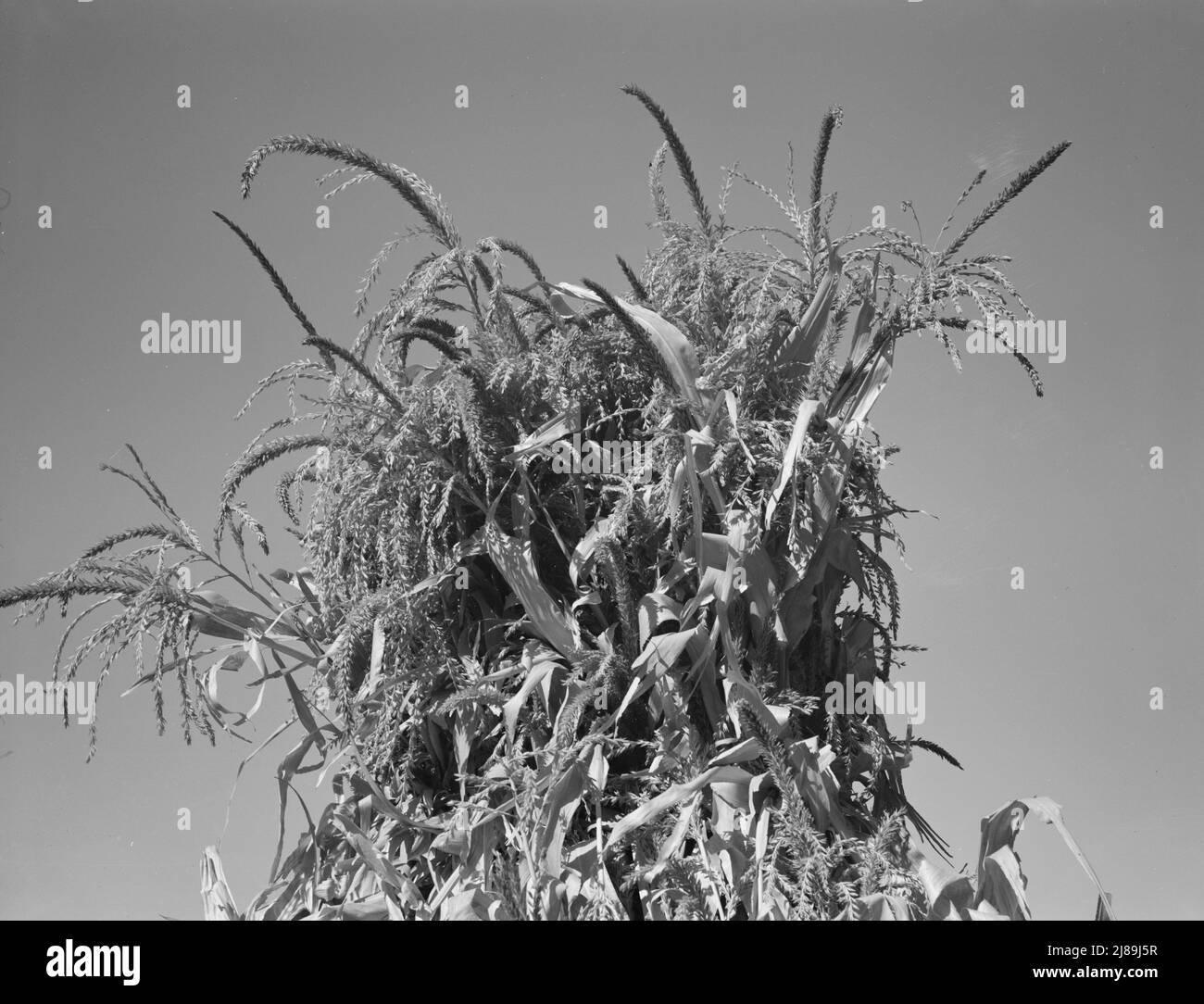 Stooks of corn Black and White Stock Photos & Images - Alamy