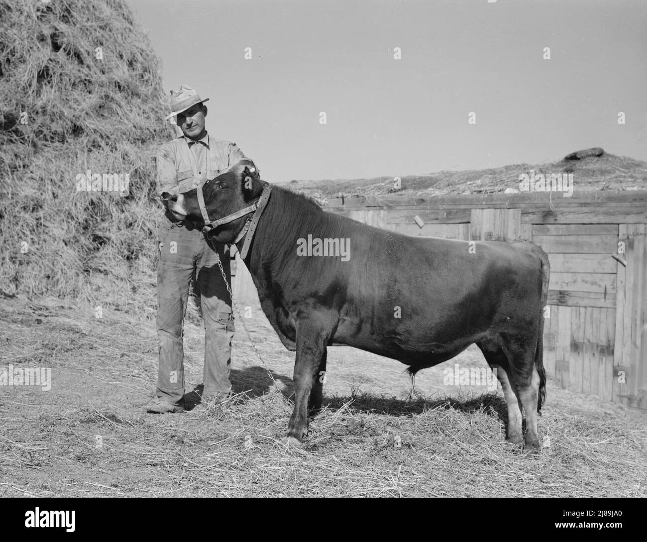 Mr bull Black and White Stock Photos & Images - Alamy