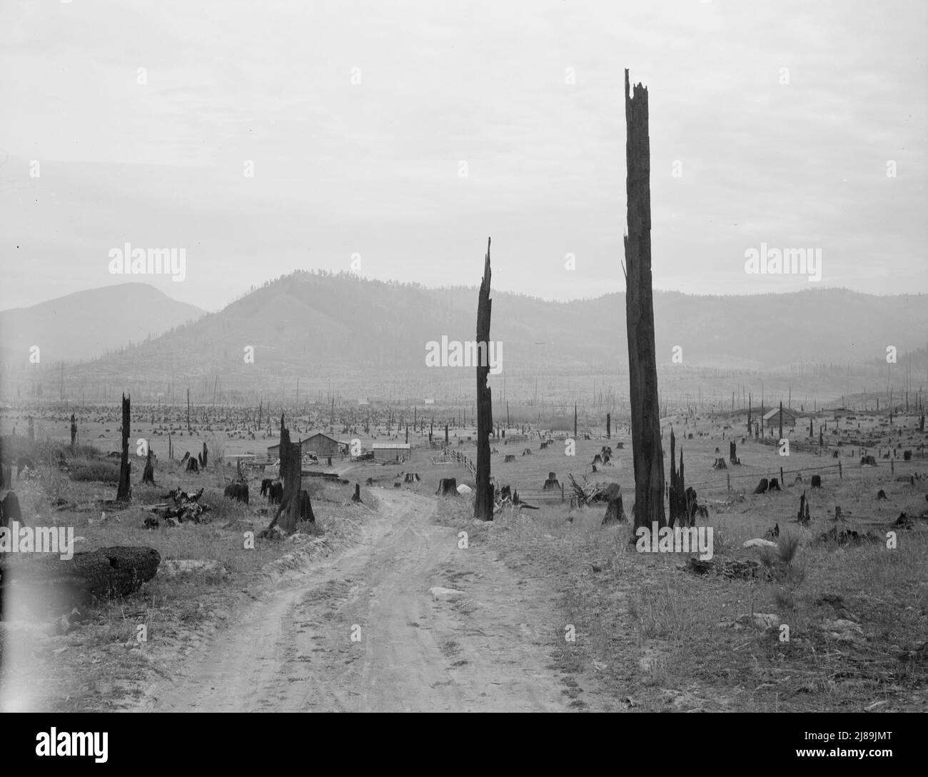Landscape: stumps, sags, and stump farm in Priest River Valley. Bonner ...