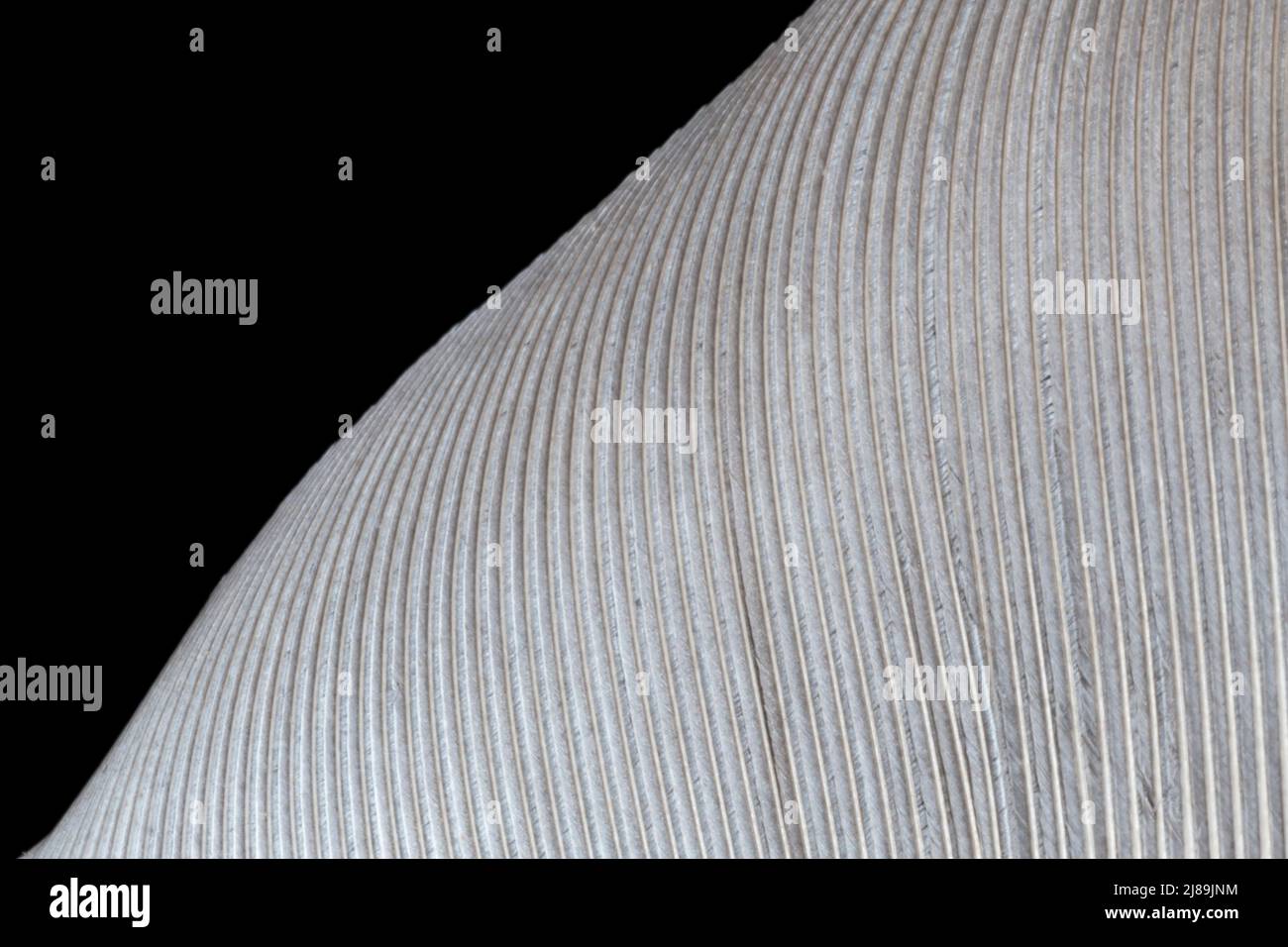 close up of dove feather texture against black background Stock Photo ...