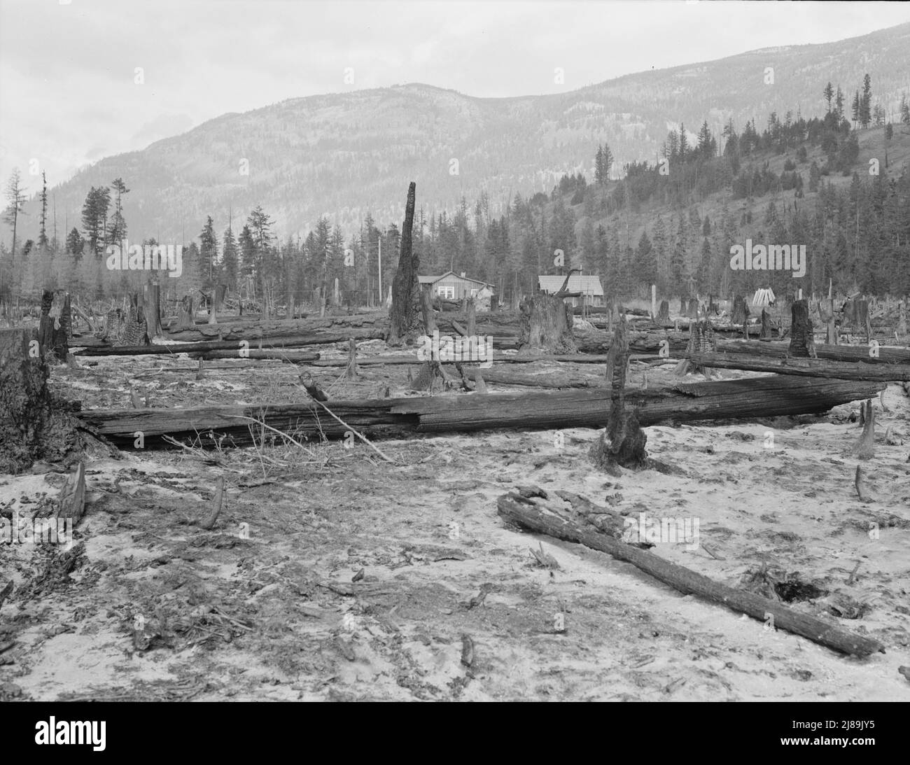 New farm home. Note second growth timber and portion of their uncleared ...