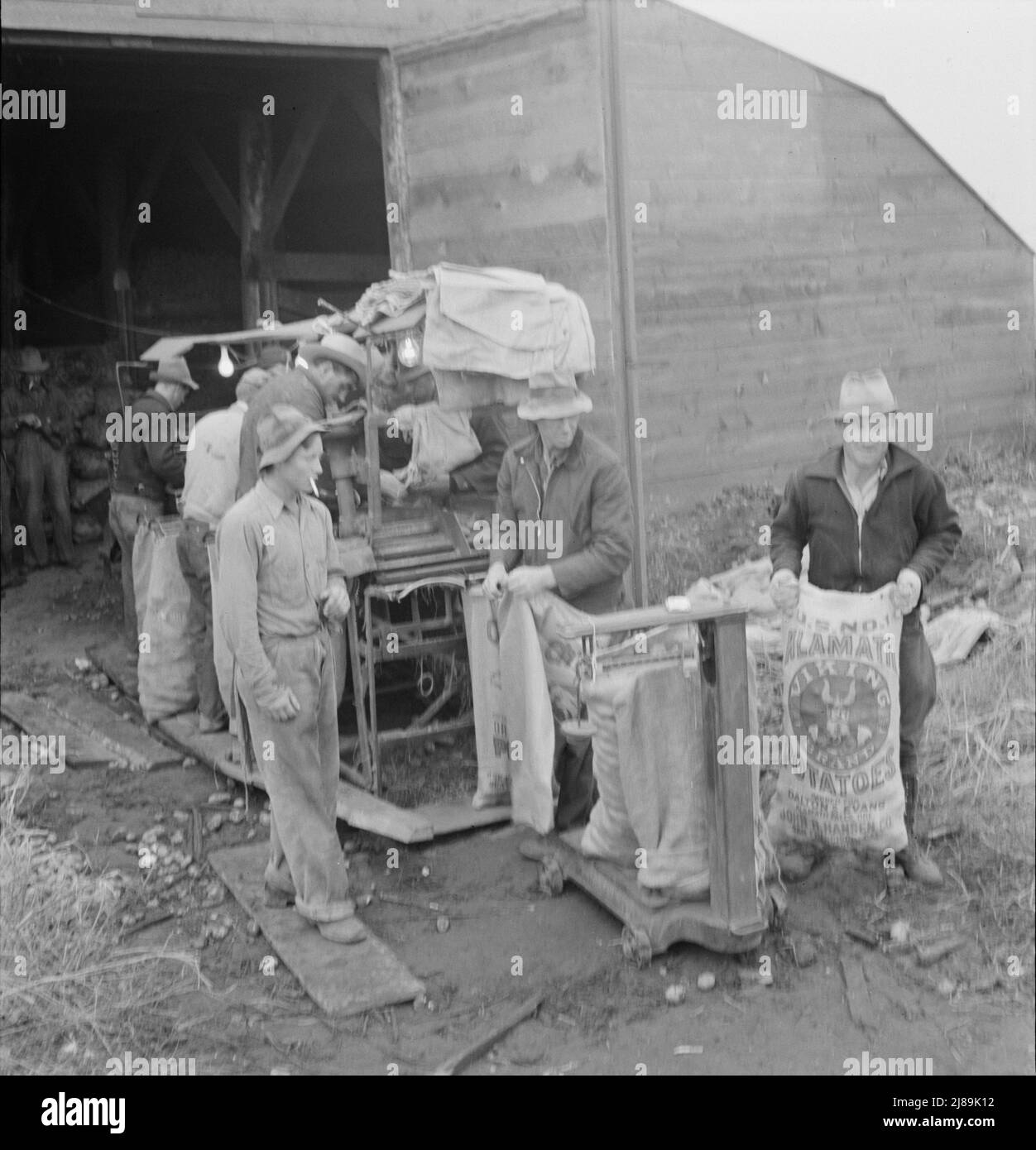 Potato grading hi-res stock photography and images - Alamy