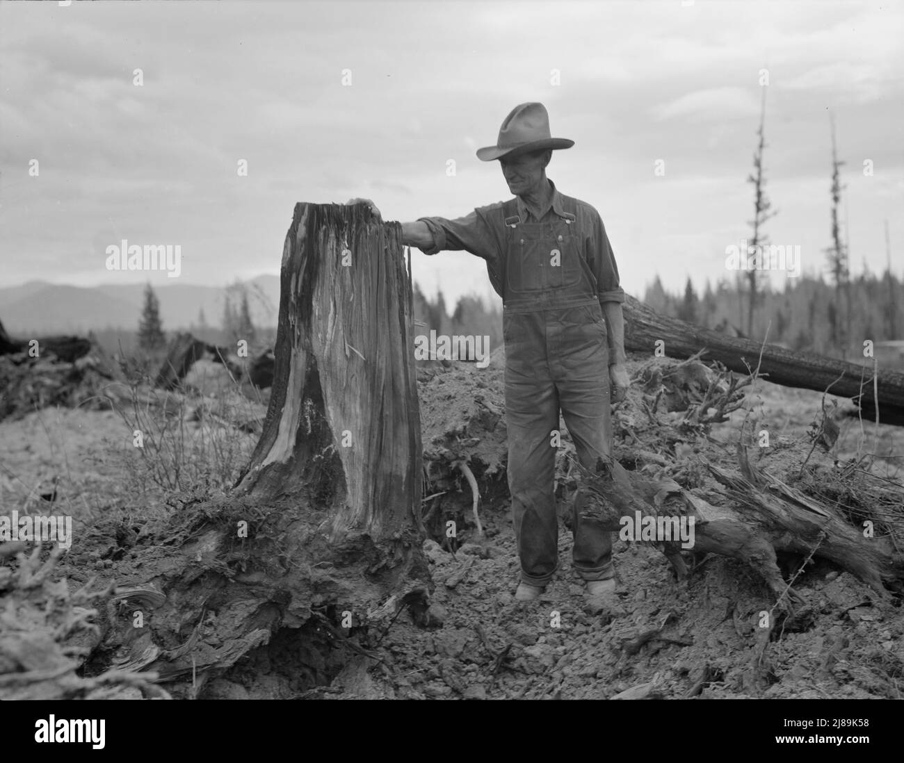 Shows stump on cut-over farm after blasting. Bonner County, Idaho Stock ...