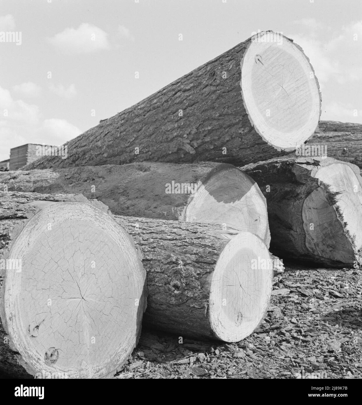 Logs piled in the mill yard. Keno, Klamath County, Oregon Stock Photo ...