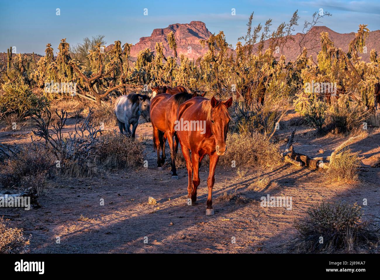 Salt River Wild Horses in Tonto National Forest near Phoenix, Arizona ...