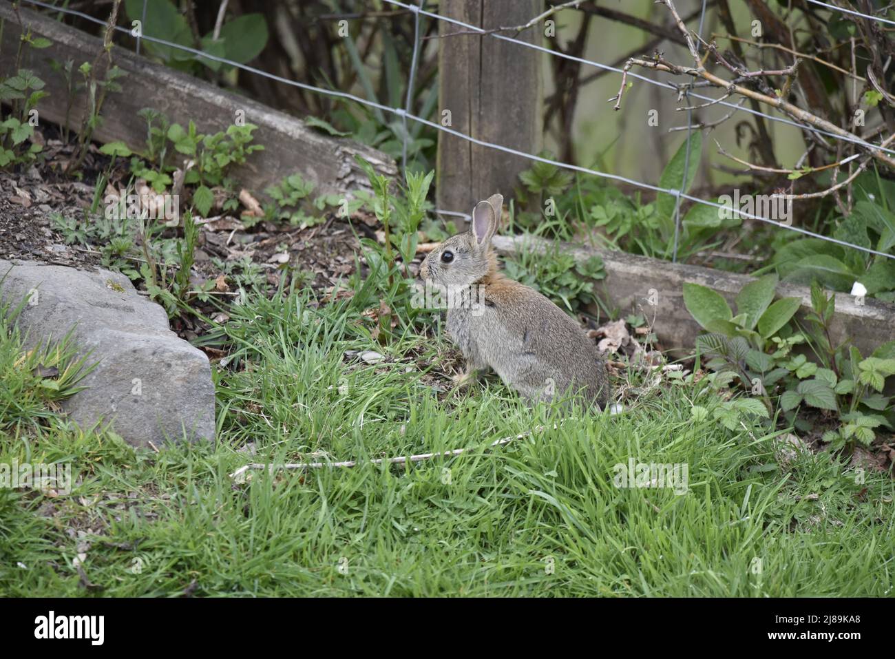 Left-Profile Image of a Wild Rabbit Sitting in Leaf Litter and Grass ...