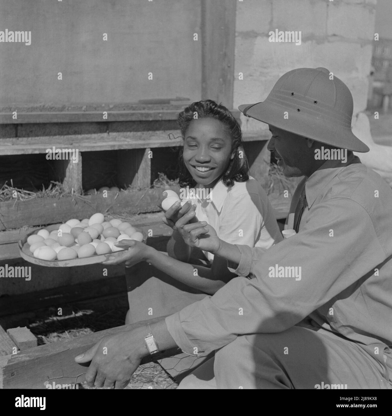 Poultry farming florida hi-res stock photography and images - Alamy