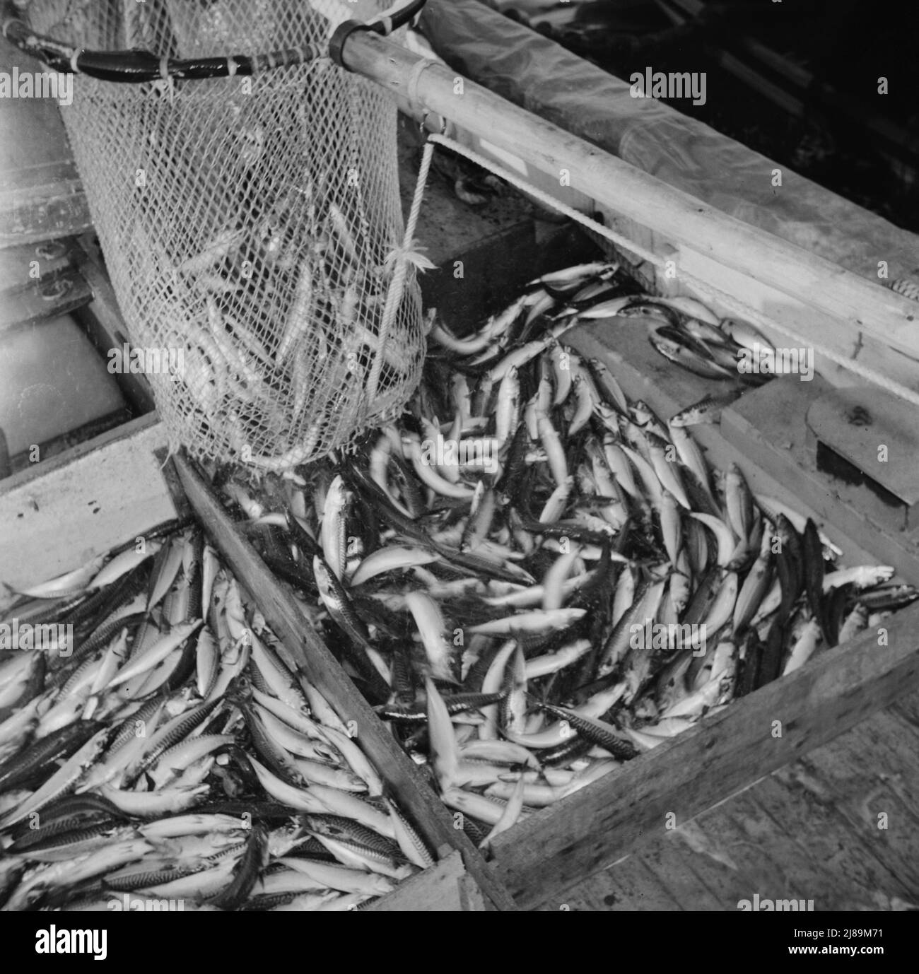 On board the fishing boat Alden out of Gloucester, Massachusetts. The ...