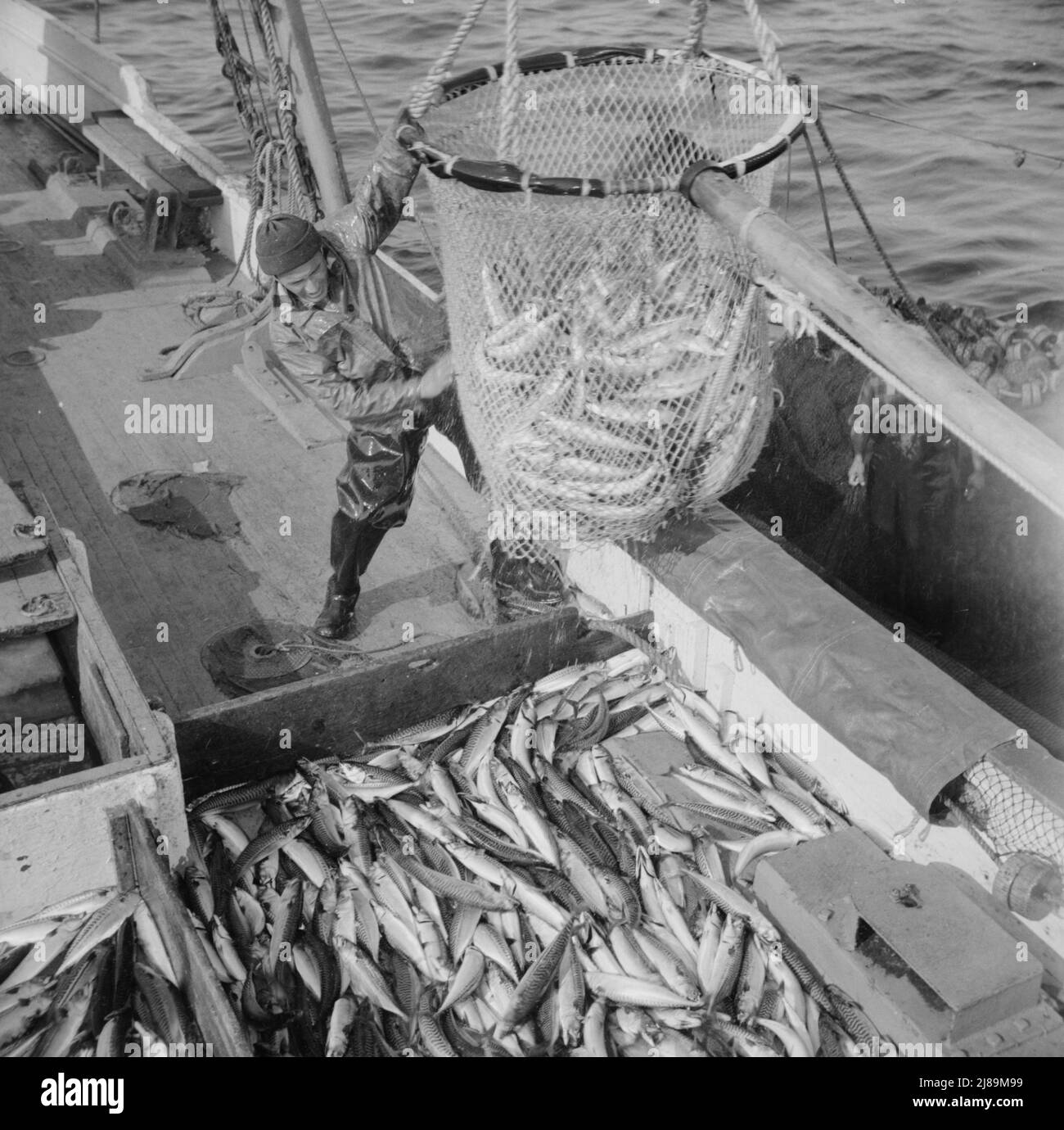 Large dip net transferring mackerel from nets to the Alden deck ...
