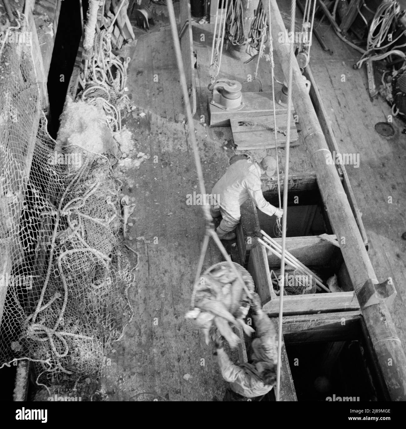 New York, New York. Dock stevedores at the Fulton fish market sending ...