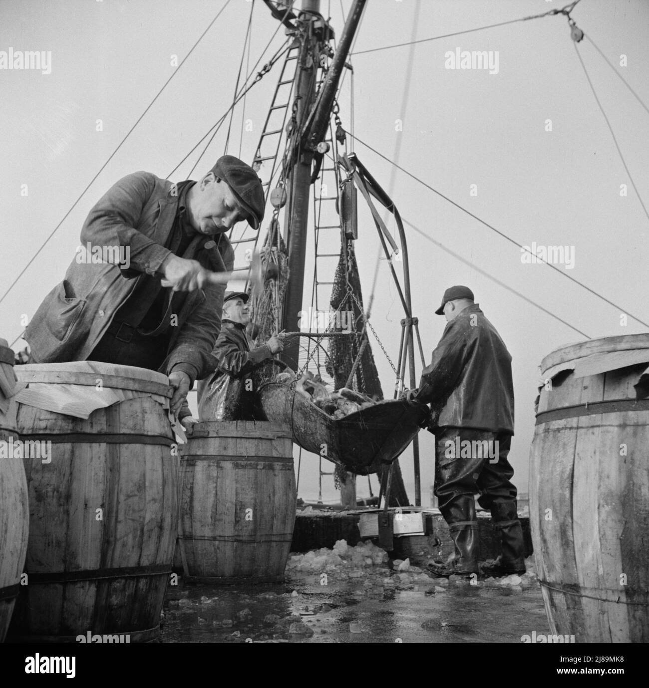 New York, New York. Unloading and packing fish at the Fulton fish ...