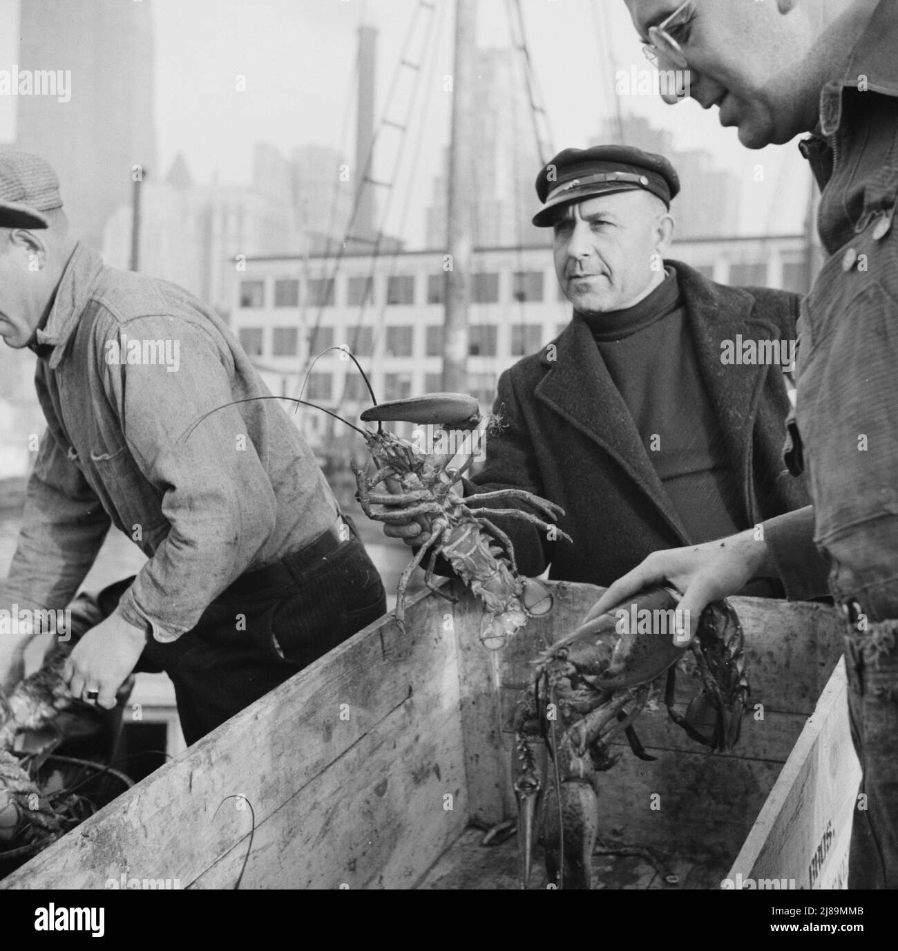 New York, New York. Fulton fish market dock stevedores with lobsters ...