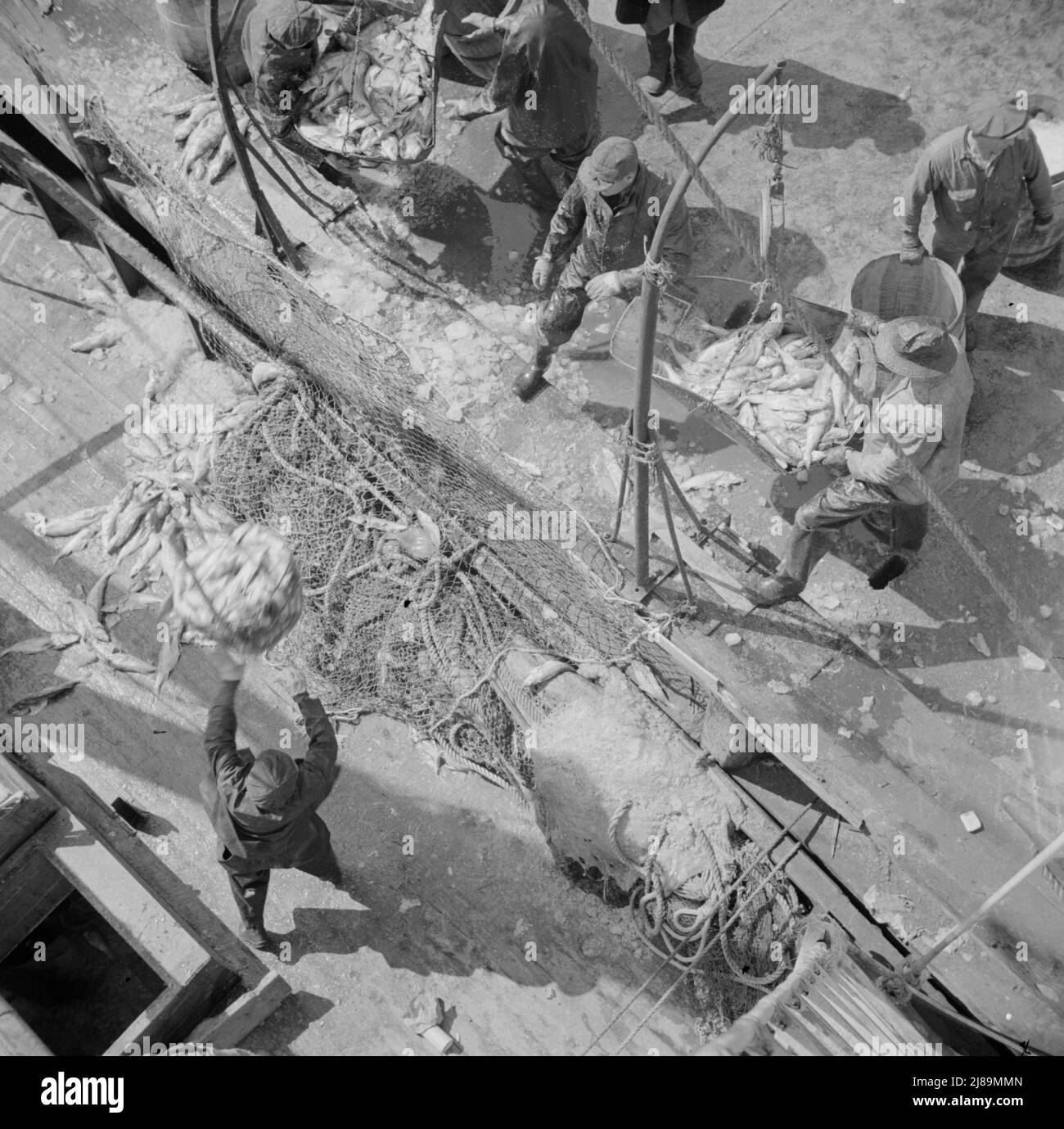New York, New York. Fulton fish market dock stevedores unloading and ...