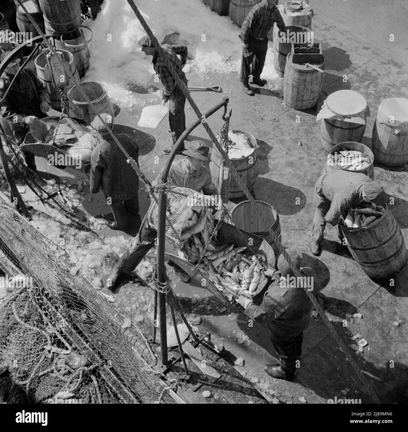 New York, New York. Fulton fish market dock stevedores unloading and ...