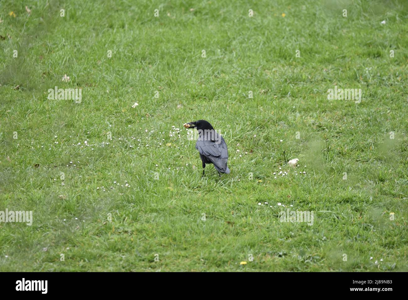 Back View of a Northern Raven (Corvus corax) with Head Turned to Left ...