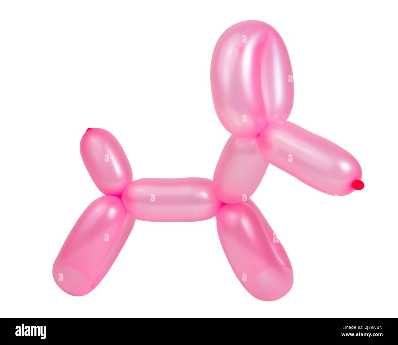 Photo party model of balloon dog fun craft isolated on the white ...