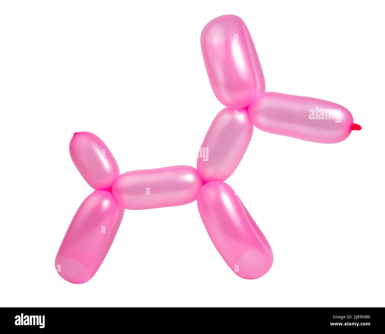 Photo party model of balloon dog fun craft isolated on the white ...