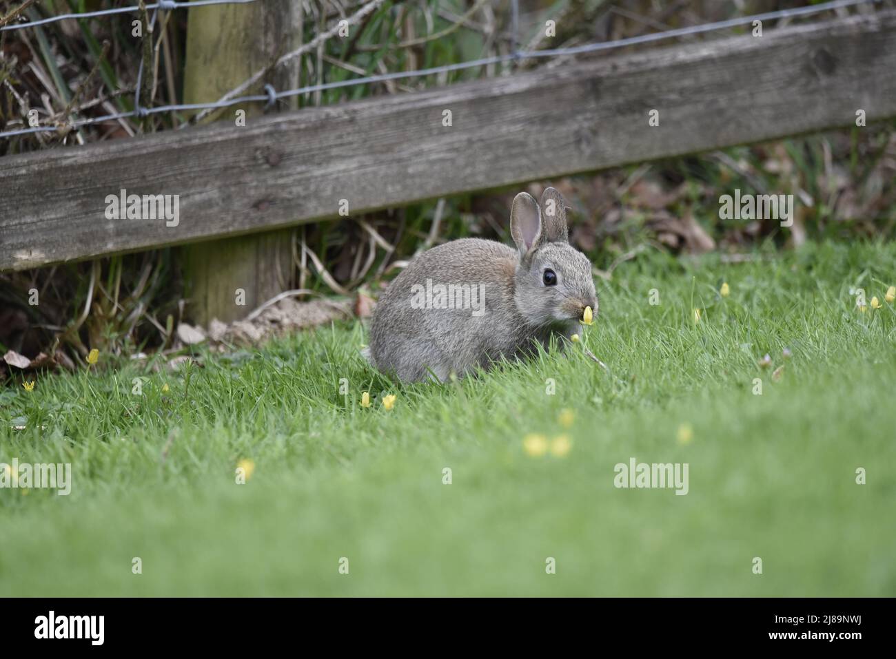 Brown rabbit buttercup hi-res stock photography and images - Alamy