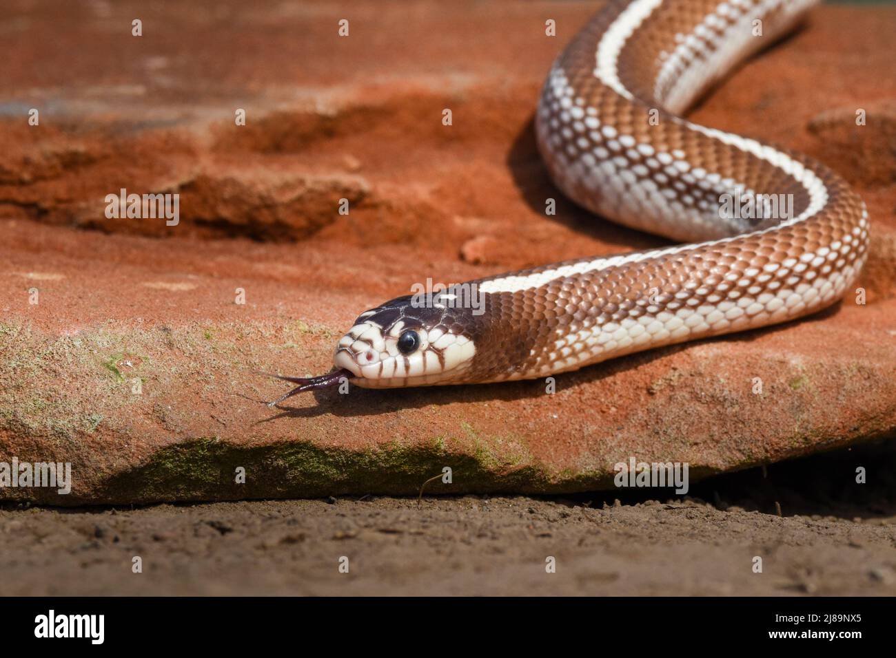 Serpiente reptil animal fauna hi-res stock photography and images - Alamy