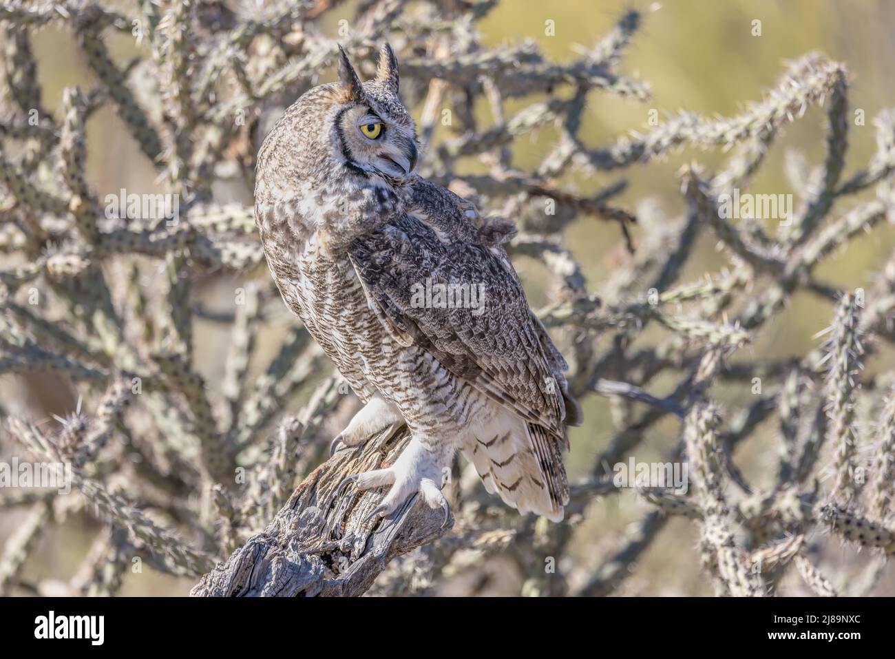 Cactus desert owl hi-res stock photography and images - Alamy
