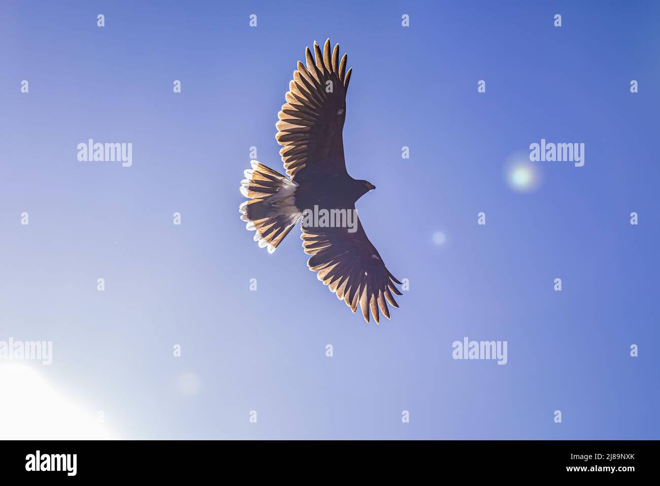 Flying hawk in the sunny skies Stock Photo - Alamy