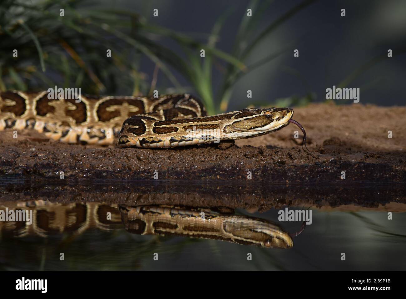 Serpiente reptil animal fauna hi-res stock photography and images - Alamy