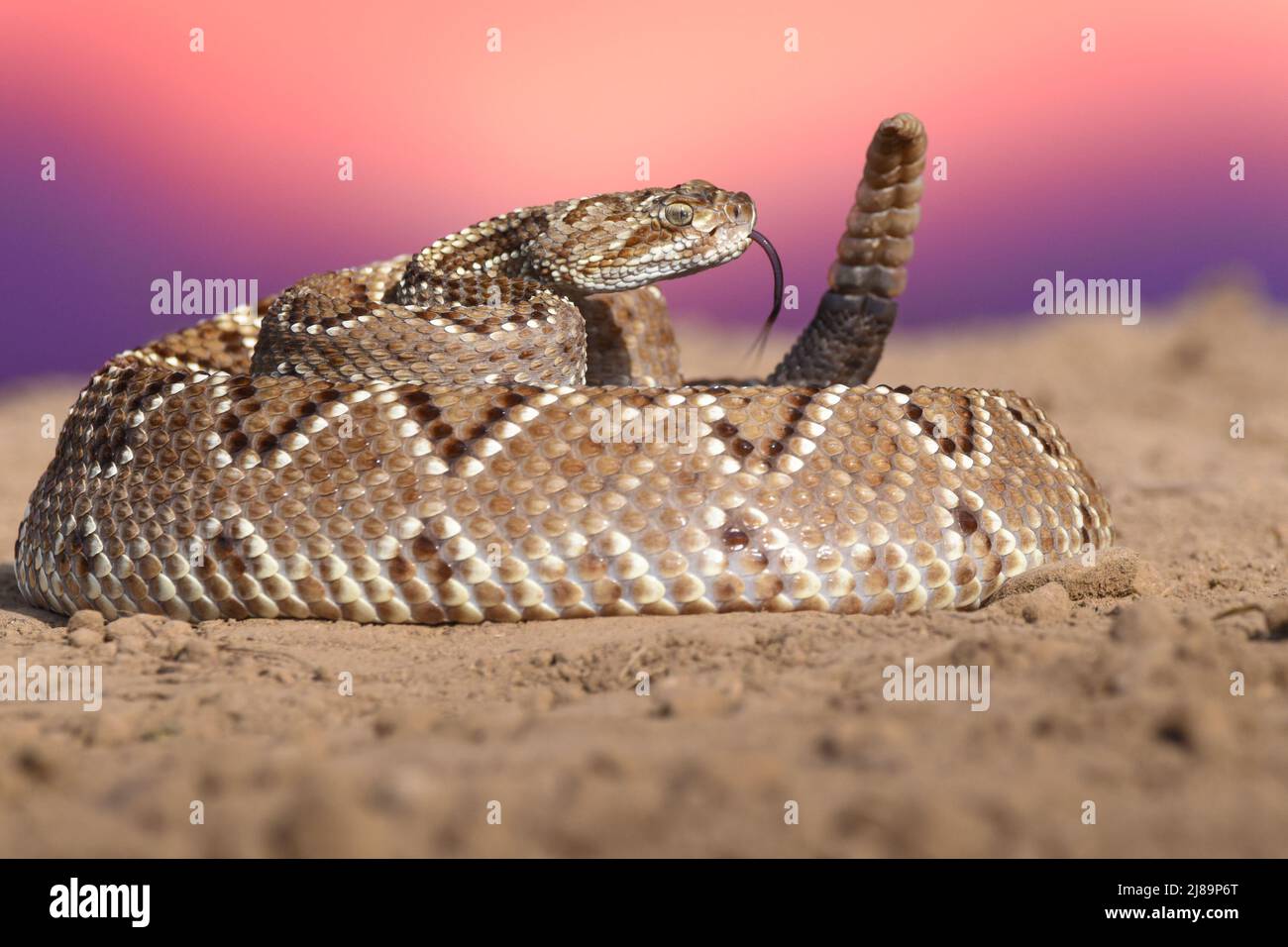 Wild and dangerous snake closeup Stock Photo - Alamy
