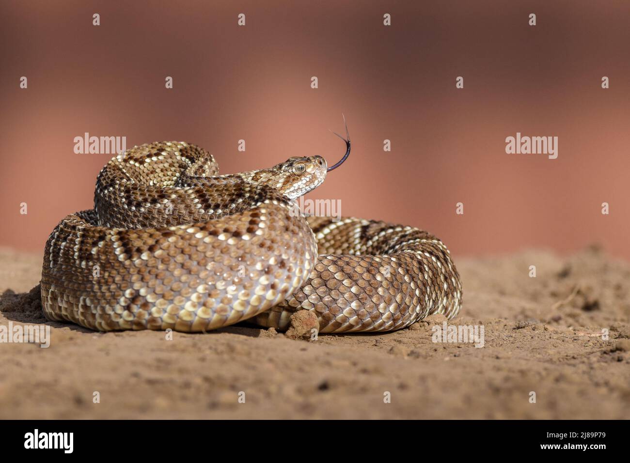 Serpiente reptil animal fauna hi-res stock photography and images - Alamy