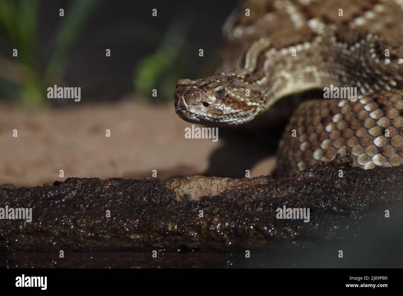 Serpiente reptil animal fauna hi-res stock photography and images - Alamy