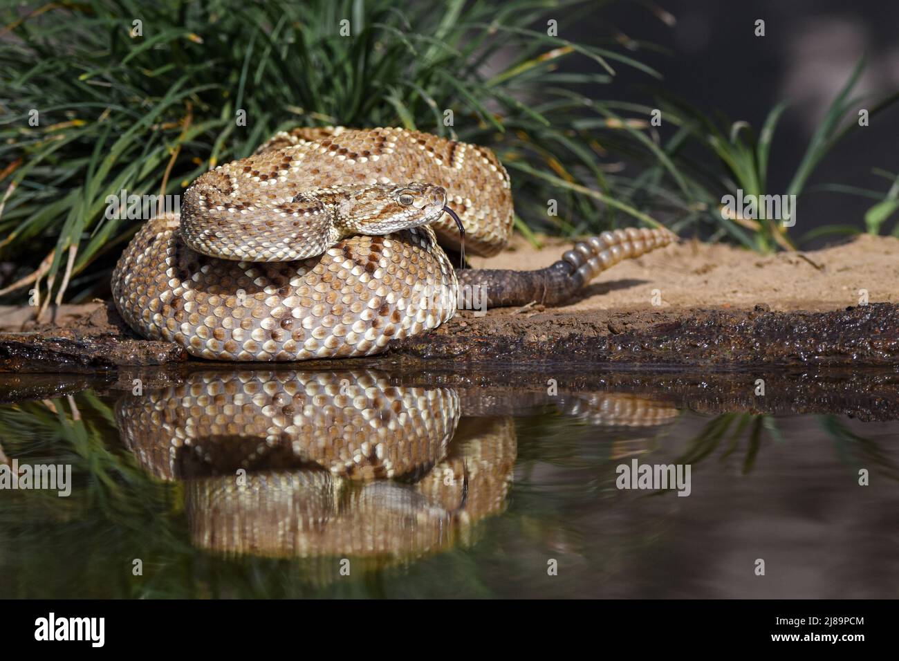 Wild and dangerous snake closeup Stock Photo - Alamy