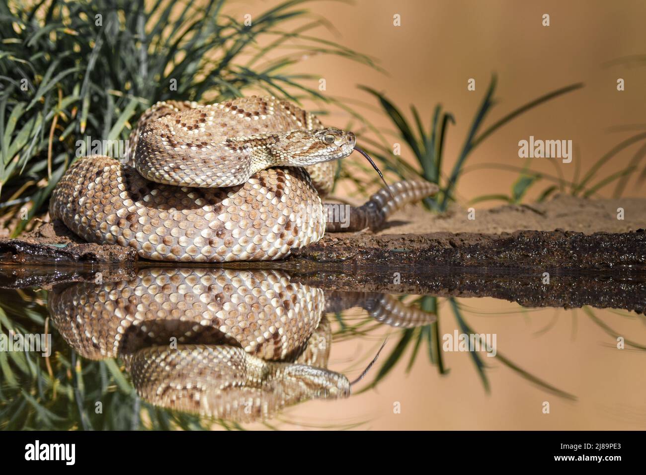 Serpiente reptil animal fauna hi-res stock photography and images - Alamy
