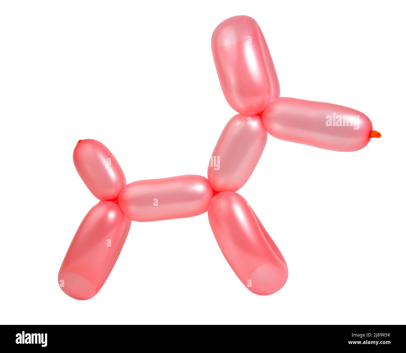 Photo party model of balloon dog fun craft isolated on the white ...