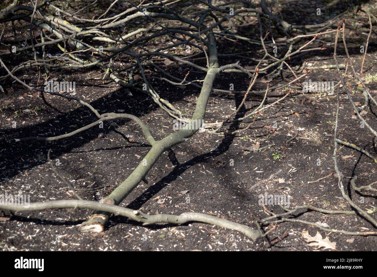 Sawn tree branches lying on the ground Stock Photo - Alamy