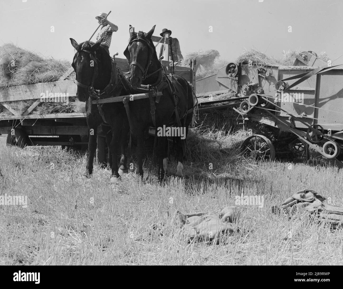 Horse threshing machine hi-res stock photography and images - Alamy